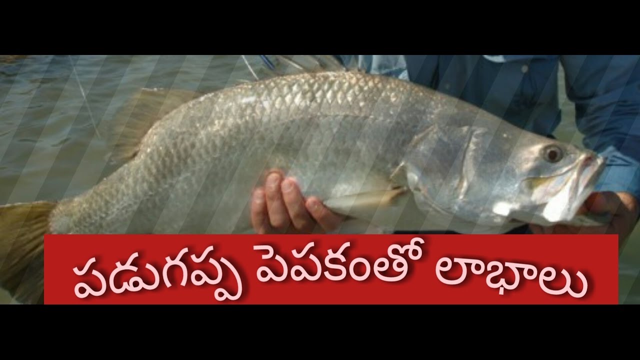 How to do padukappa culture పడుగప్ప పేపకం తో లాభాలు pandugappa fish ...