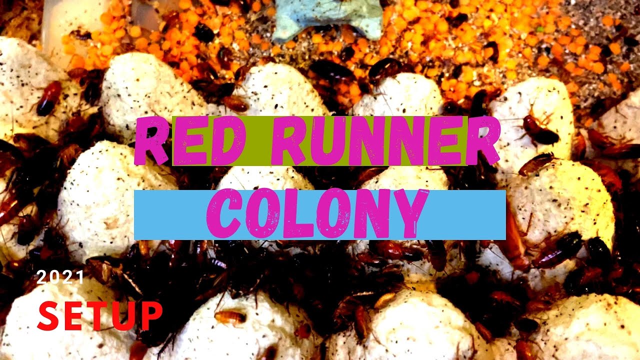Setting up a red runner feeder colony. #redrunners #feeders - YouTube
