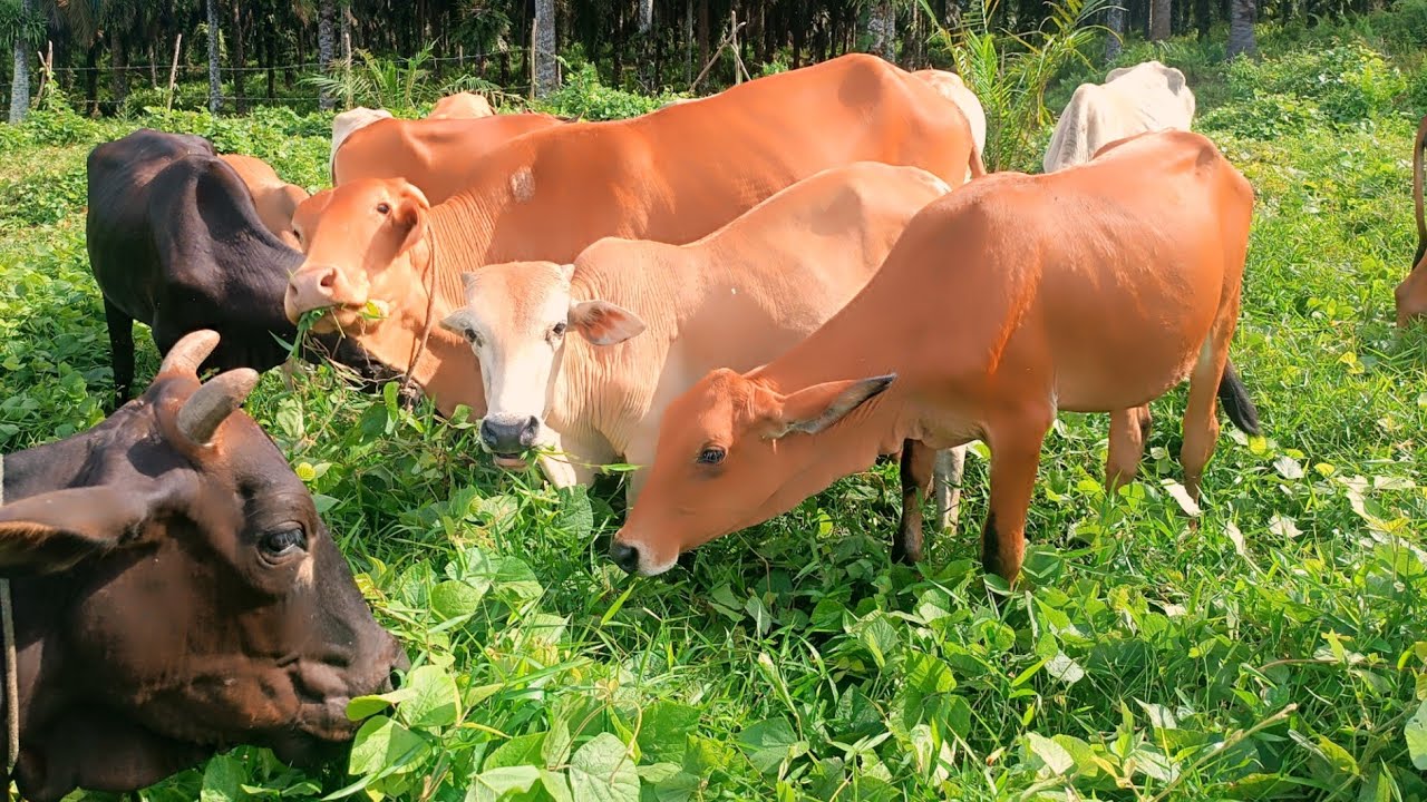 Video Sapi Lembu: Cara Mudah Bedakan Sapi Bali Dan PO, Panduan Peternak ...