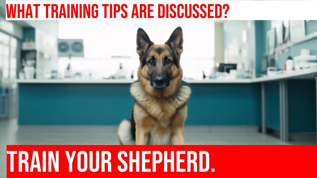 Train Your German Shepherd: From Basic Commands to Advanced Tricks ...
