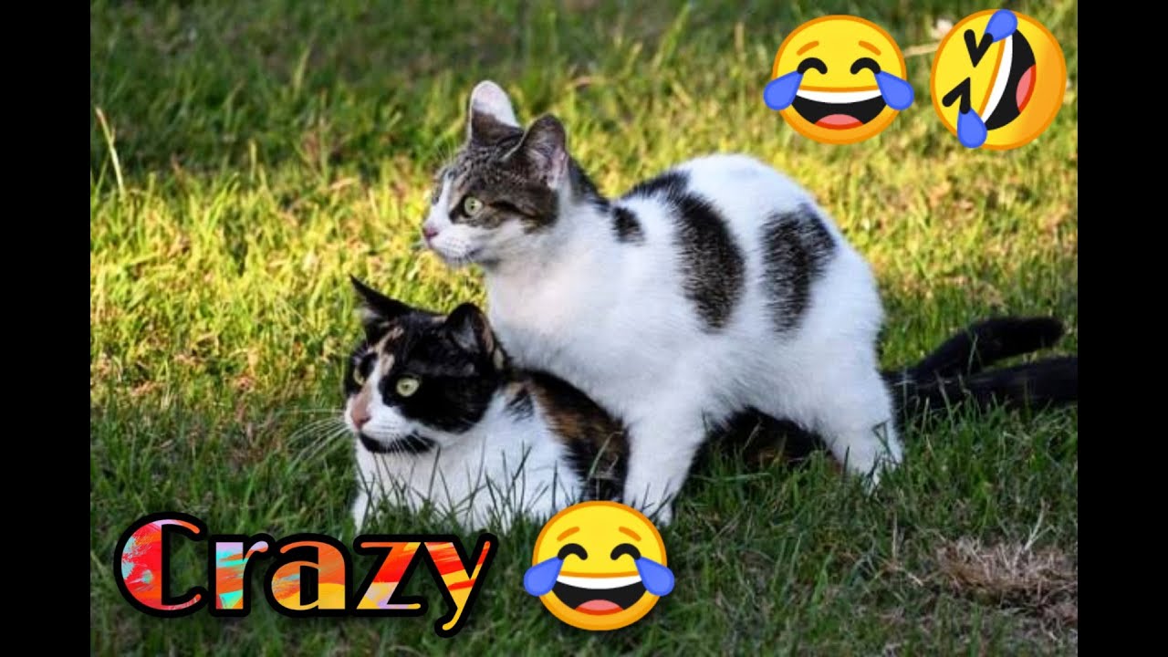 Funny Babies Laughing Hysterically at cats Compilation lifestyle ...