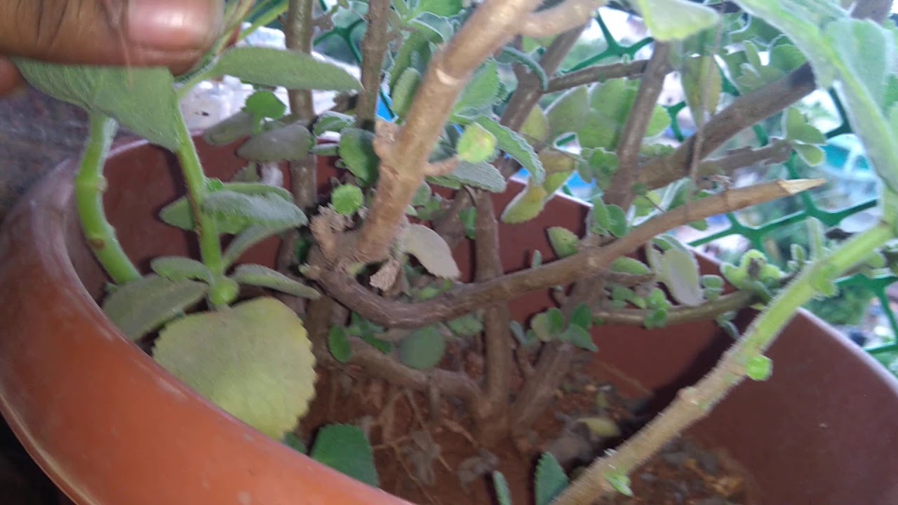 Vaamu aaku chettu/ Oregano plant - YouTube