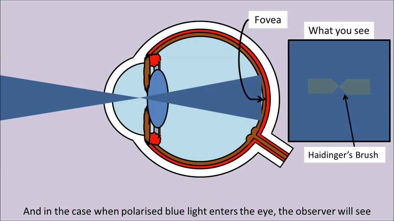 Entoptic phenomena - allthingspikol
