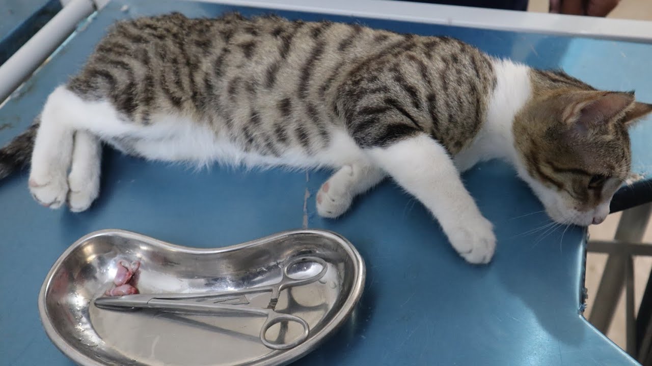 Is your Male cat ready for neutering surgery? | Aliyan Vets - YouTube