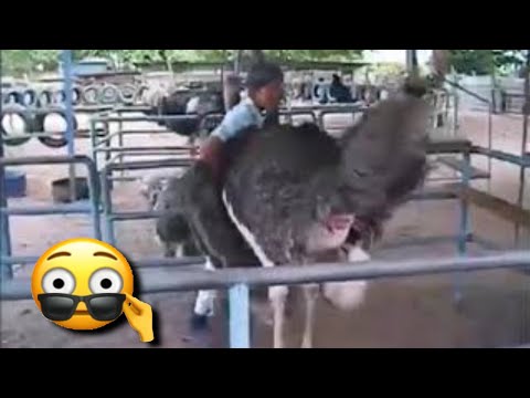 DeveKuşu Yumurtlama Videosu