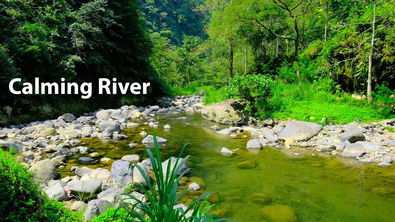 The best Birdsong in the Forest, Beautiful Babbling Brook, Peaceful ...