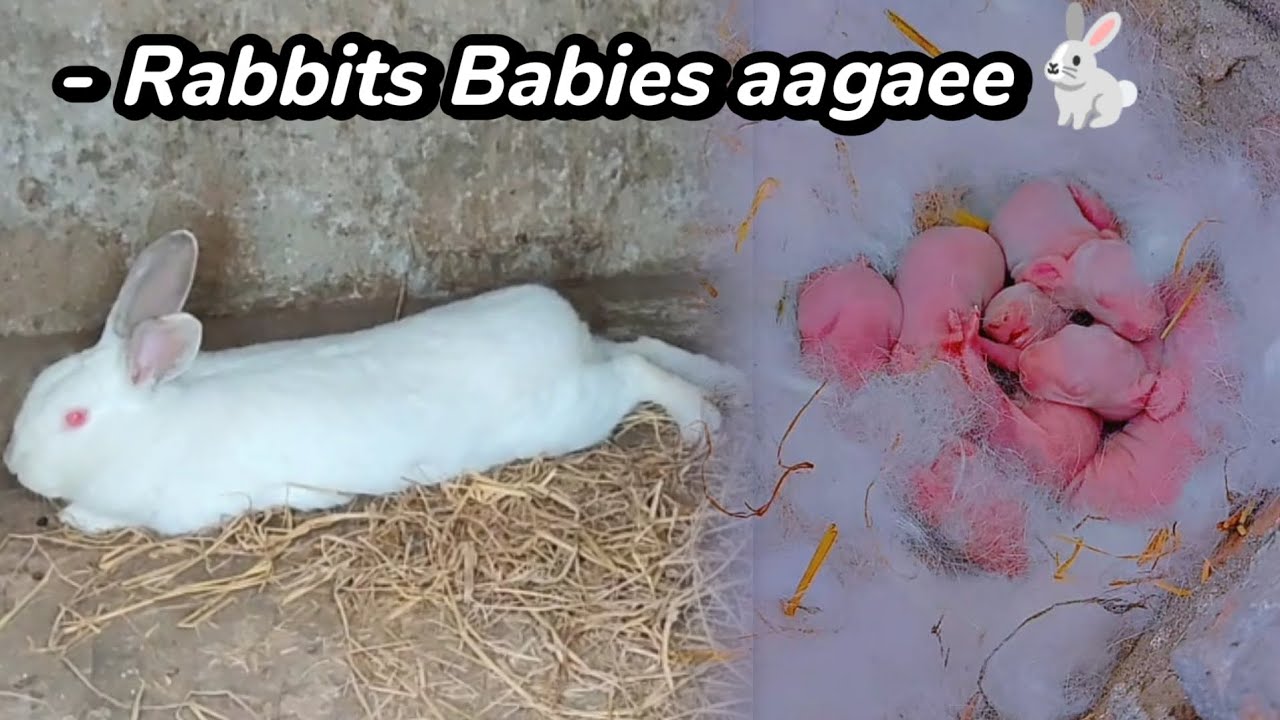 New Born Rabbit Babies 🐇 | Rabbits k aur babies agaee - YouTube