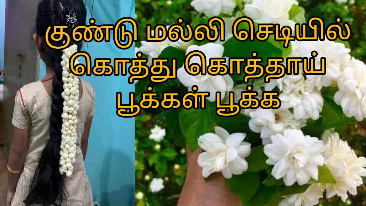 குண்டு மல்லி செடி வளர்ப்பு / Kundu malli chedi growing tips - YouTube