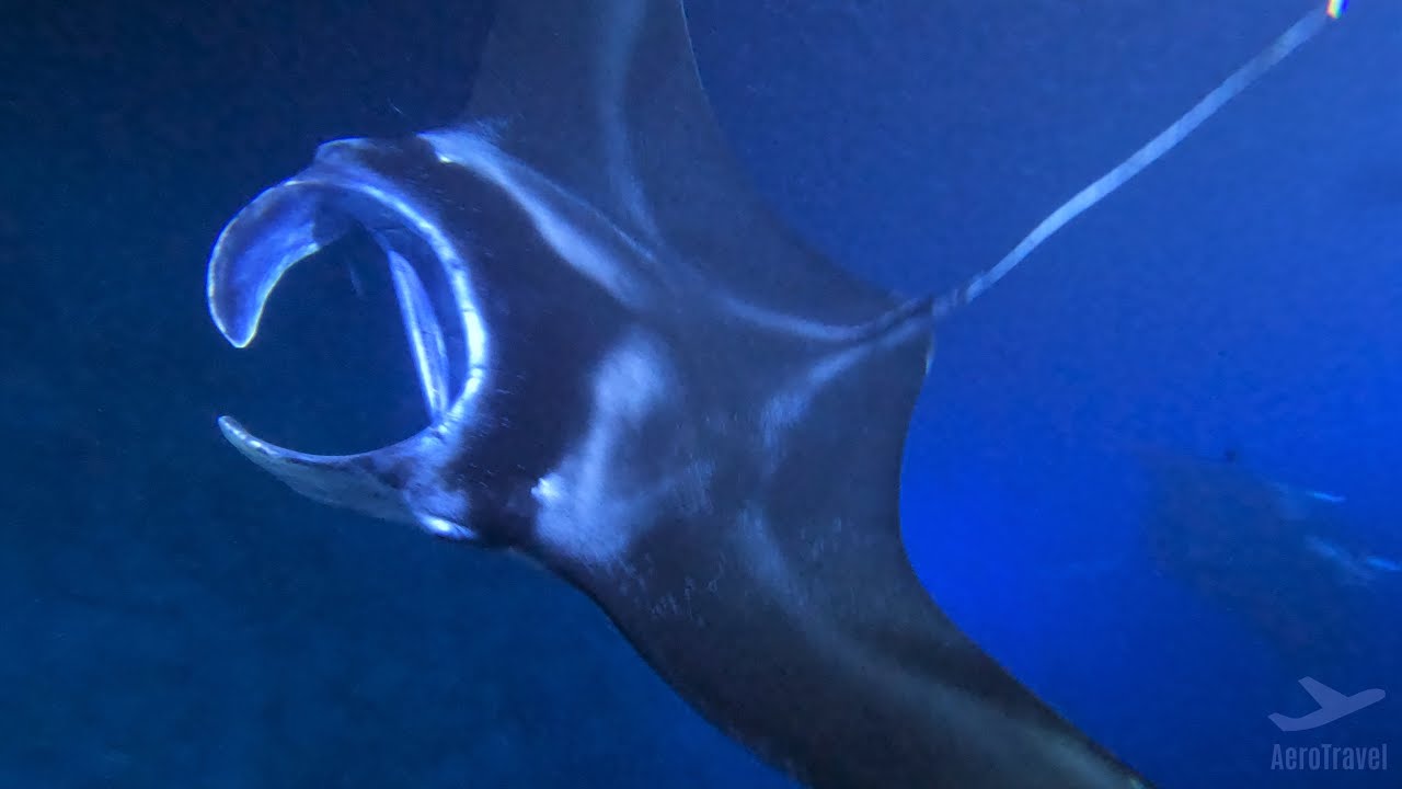 MANTA RAY VILLAGE BIG ISLAND HAWAII NIGHT SNORKELING EXPERIENCE ...