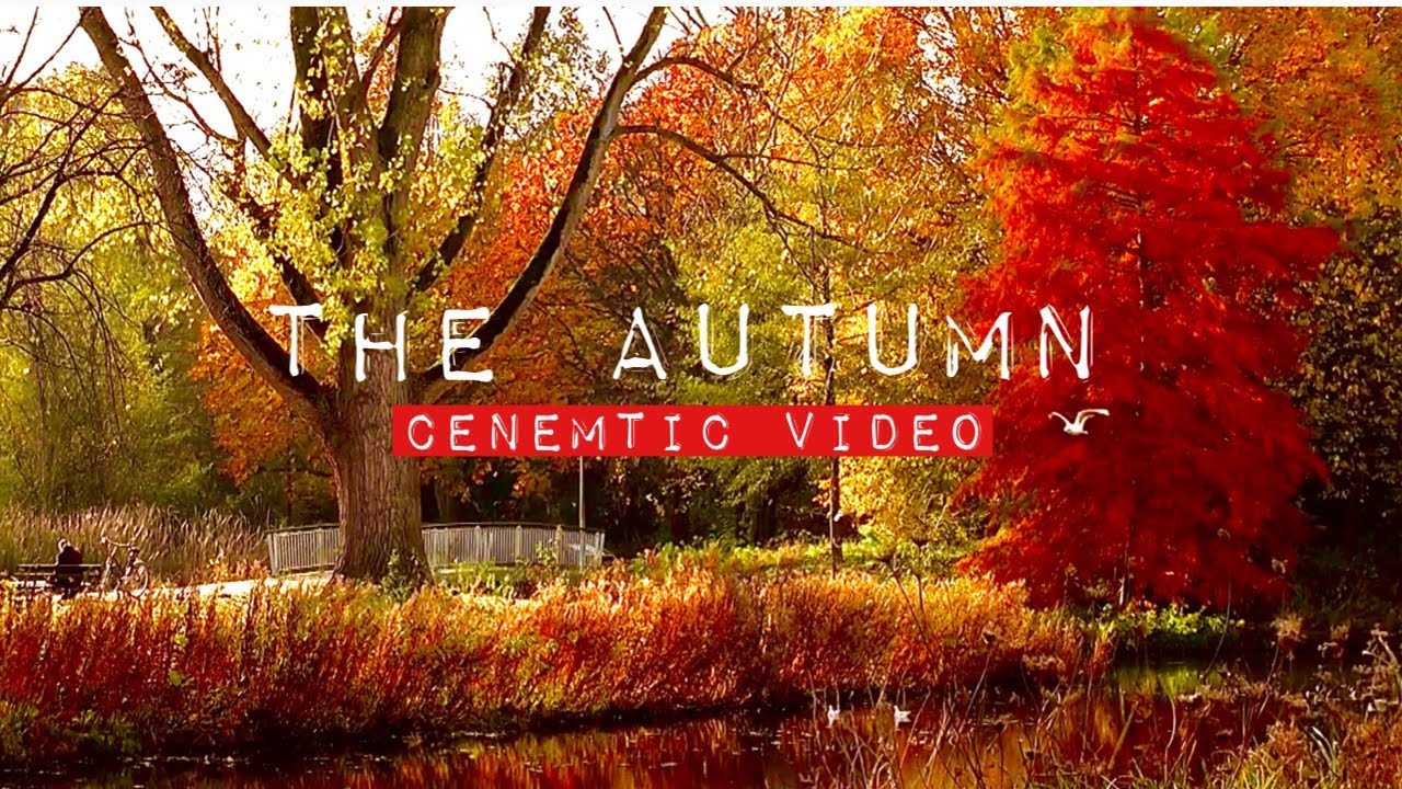The Autumn with relaxing music #stockfootage #nocopyrightmusic - YouTube