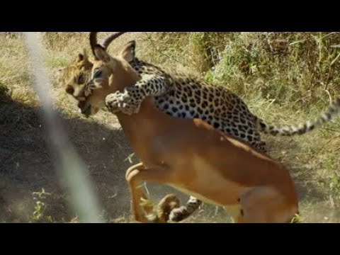 Leopard catches its prey while flying in the air, best moments captured ...