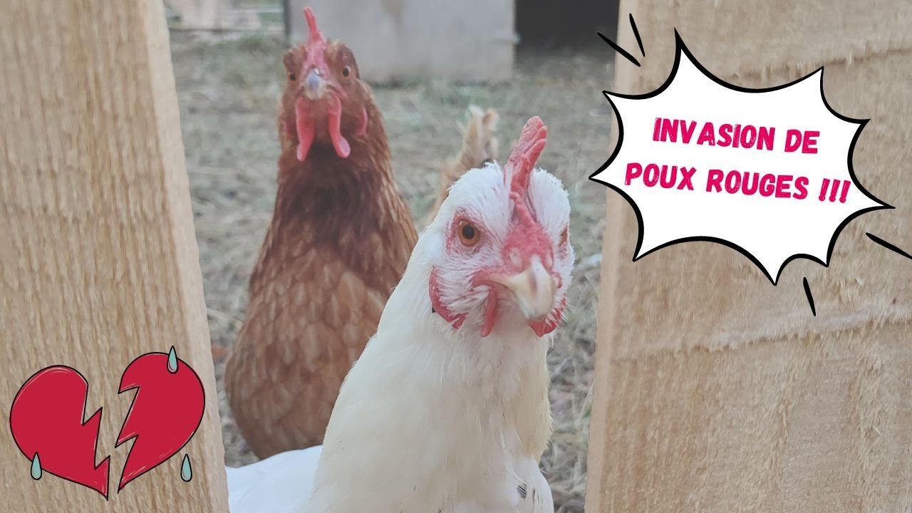 Invasion de poux rouges 😰 - YouTube
