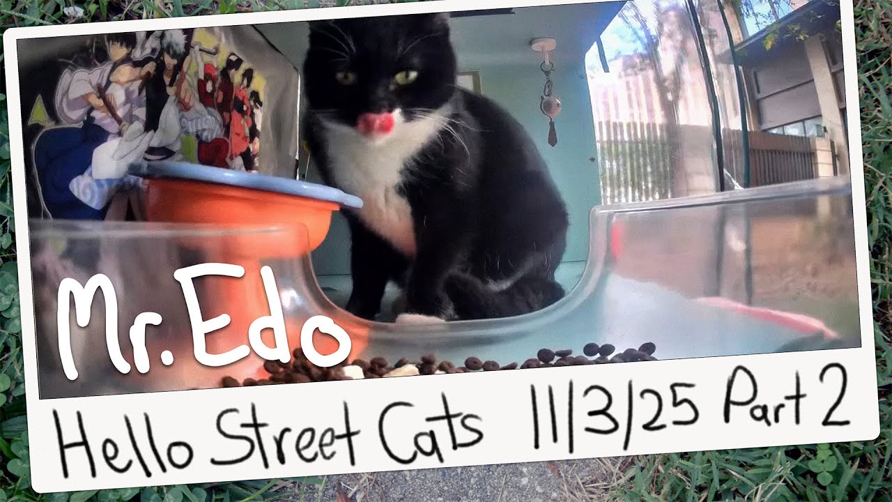 Handsome Mr. Edo Appears at the 10,000 Cat Shop! 😺💞 Hello Street Cat ...