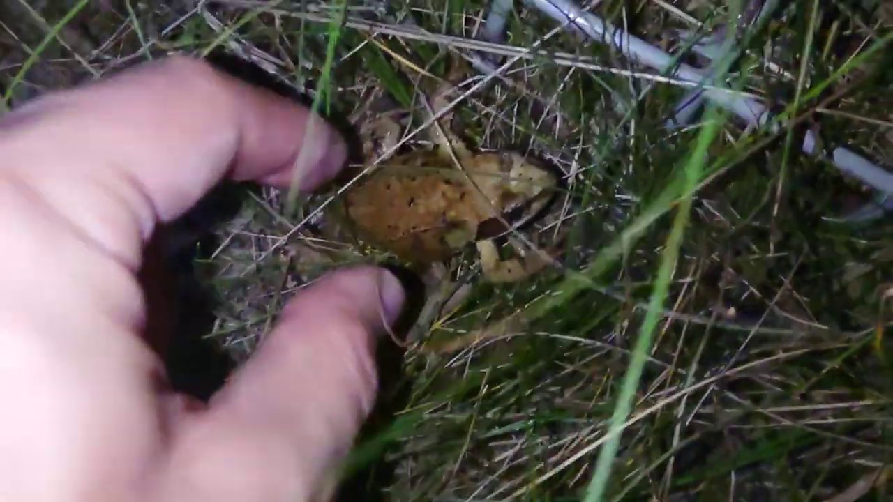 Late night screaming frog encounter. - YouTube