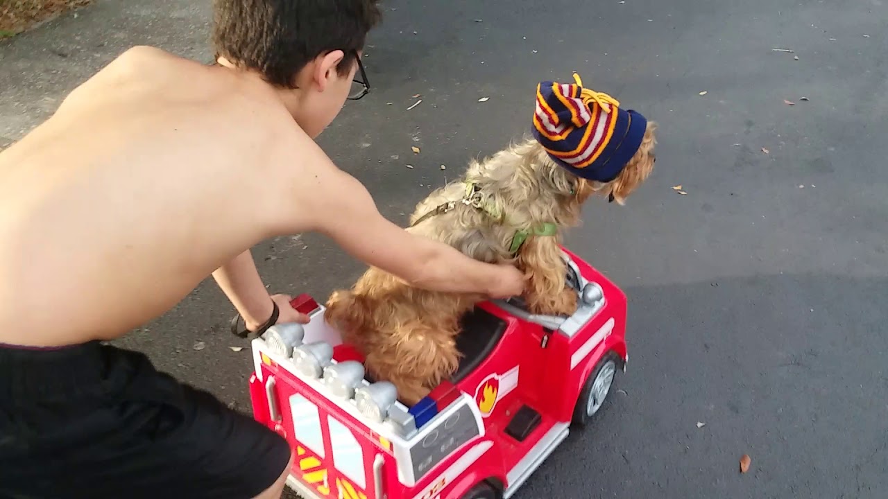 Fire truck dog named simba - YouTube