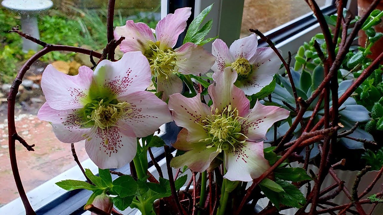 The first Hellebores of 2024! Happy New Year! - YouTube