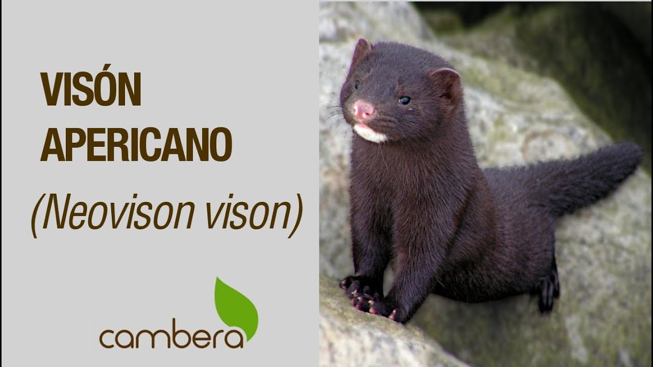 Visón americano (Neovison vison) en el río Camesa - YouTube