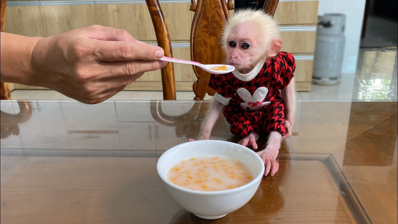 So cute ! Monkey Luk obedient waited dad cooked carrot porridge - YouTube