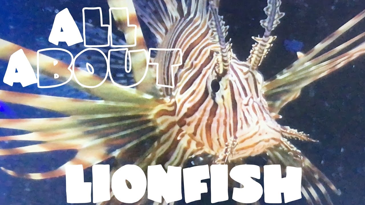All About The Lionfish or Black Volitan Lionfish | LIVE FEEDING - YouTube