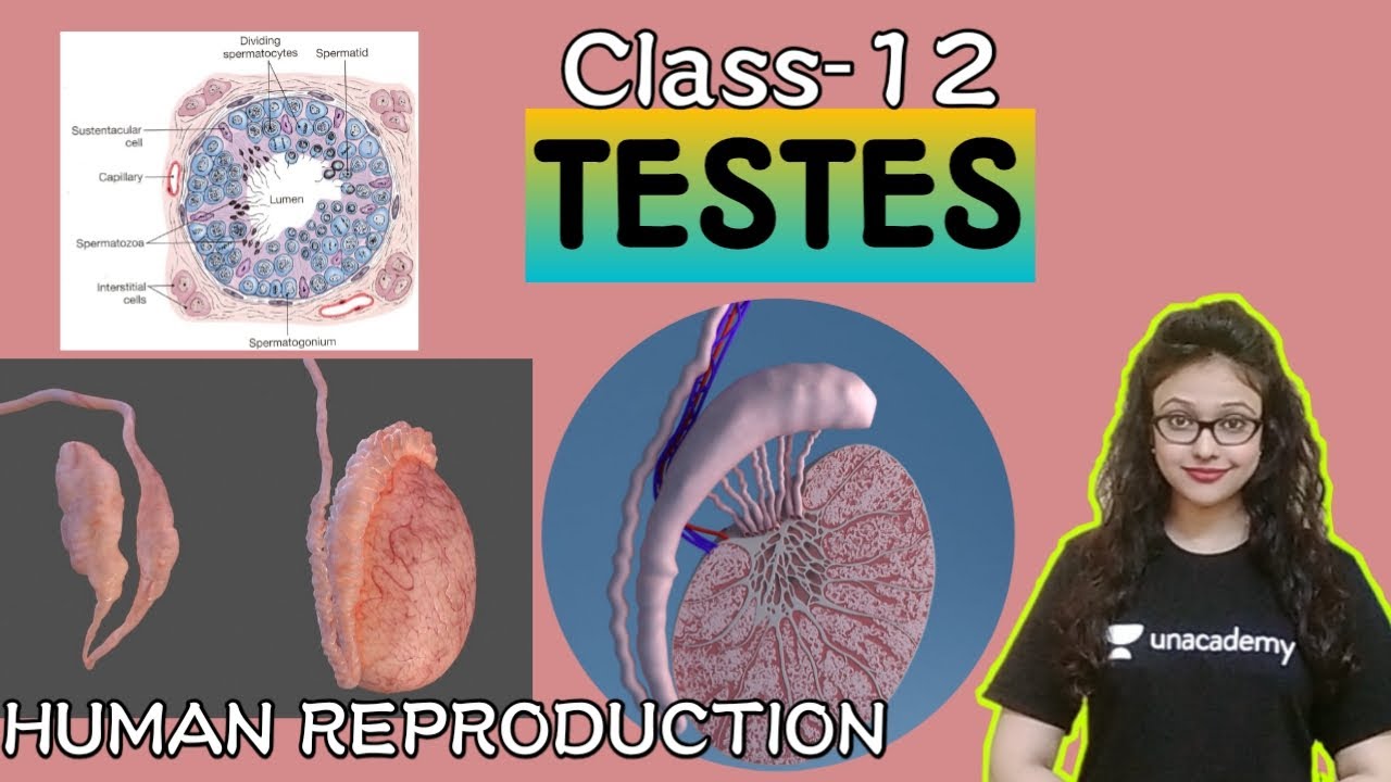 TESTES-HUMAN REPRODUCTION| CLASS-12 BIOLOGY| CBSE| NOTES| EXPLANATION ...