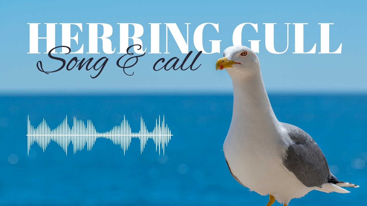 Herring Gull - Song & Call - YouTube