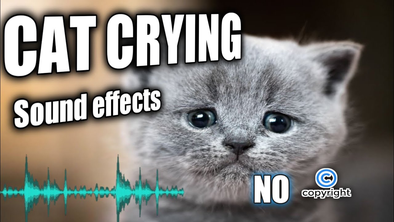 Cat sounds to lure cats | kittens weeping sound effect without ...