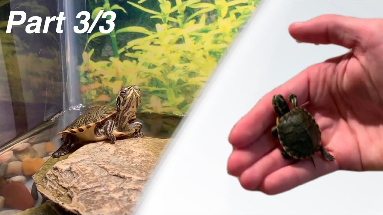 BUYING A *TINY* NEW PET TURTLE (Part 3) - YouTube