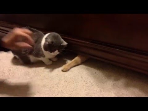 I Love Cats!