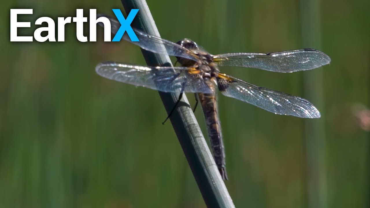 Dragonflies are KILLER Predators | Nature's Ultimate Survivors with The ...