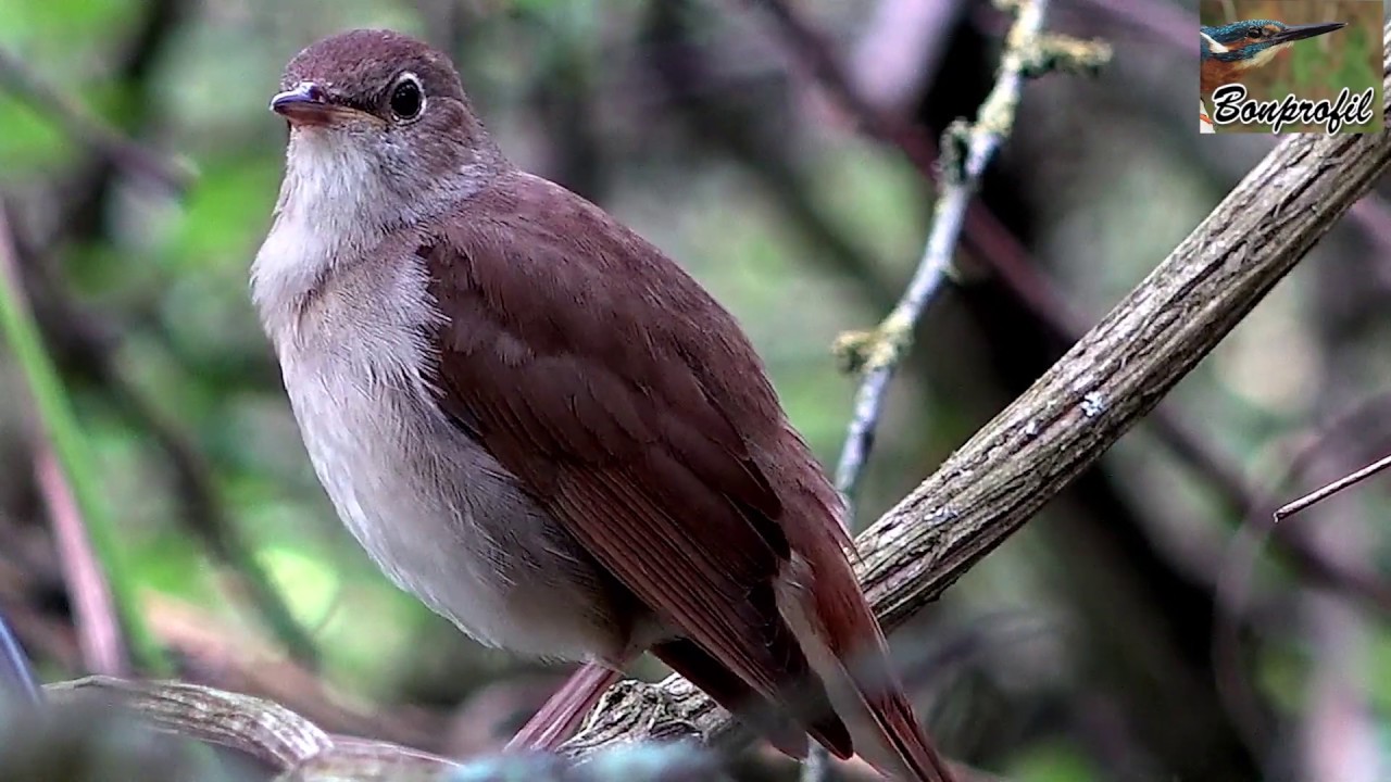 Le rossignol philomèle - YouTube