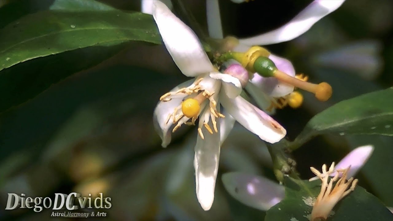 Citrus × limonia - Rangpur - Limão-cravo - limoeiro-cravo (Rutaceae ...