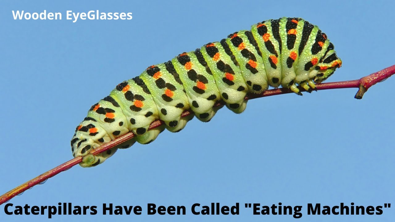 Caterpillars Have Been Called Eating Machines | Episode - 01 - YouTube