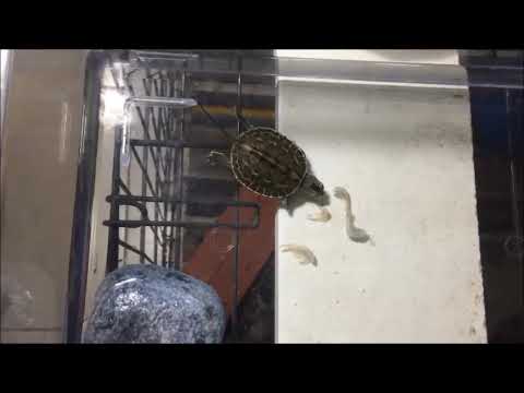 Rùa cổ sọc ăn tép-Feeding my turtle