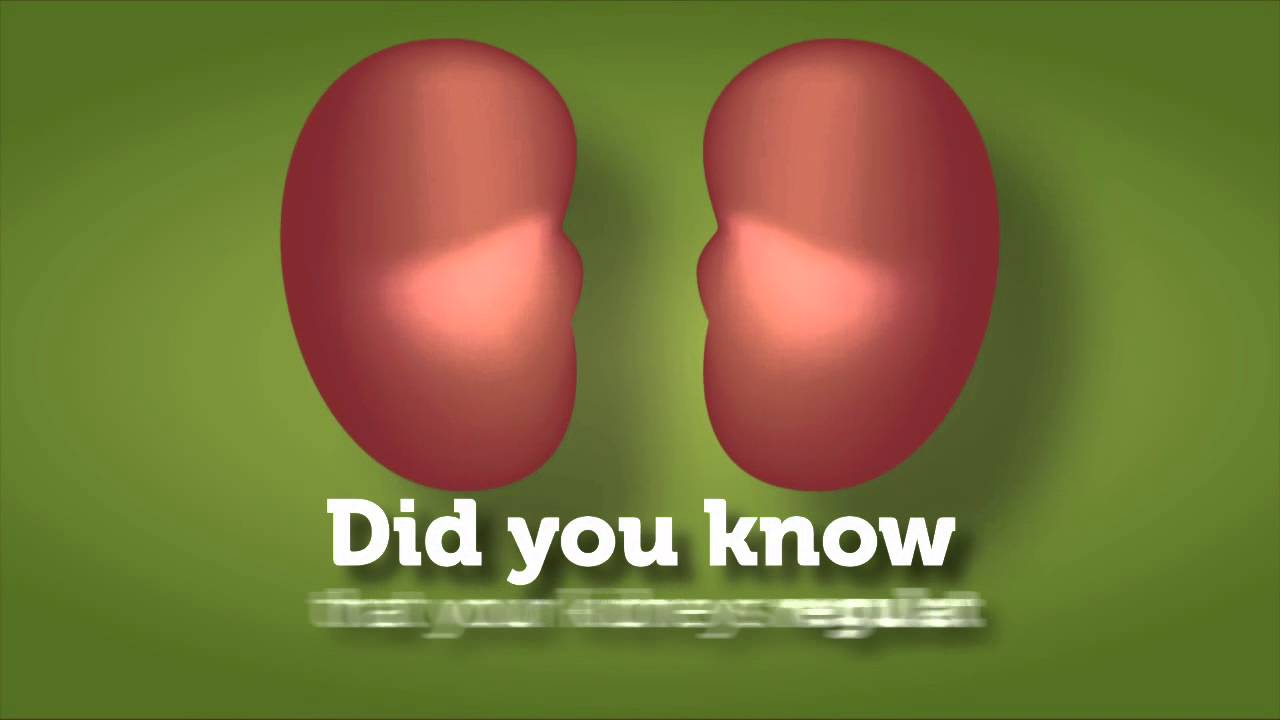 Kidney Facts YouTube kidney-facts-youtube