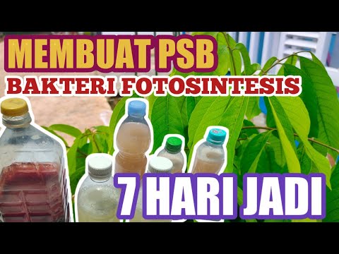 Membuat PSB (Bakteri Fotosintesis) 7 Hari Jadi : Pupuk Organik Penyubur ...