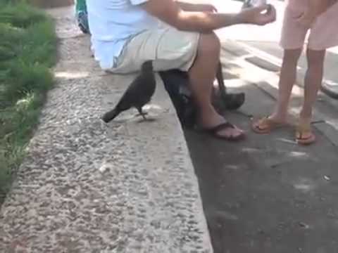 Karga su isterse Alır :))