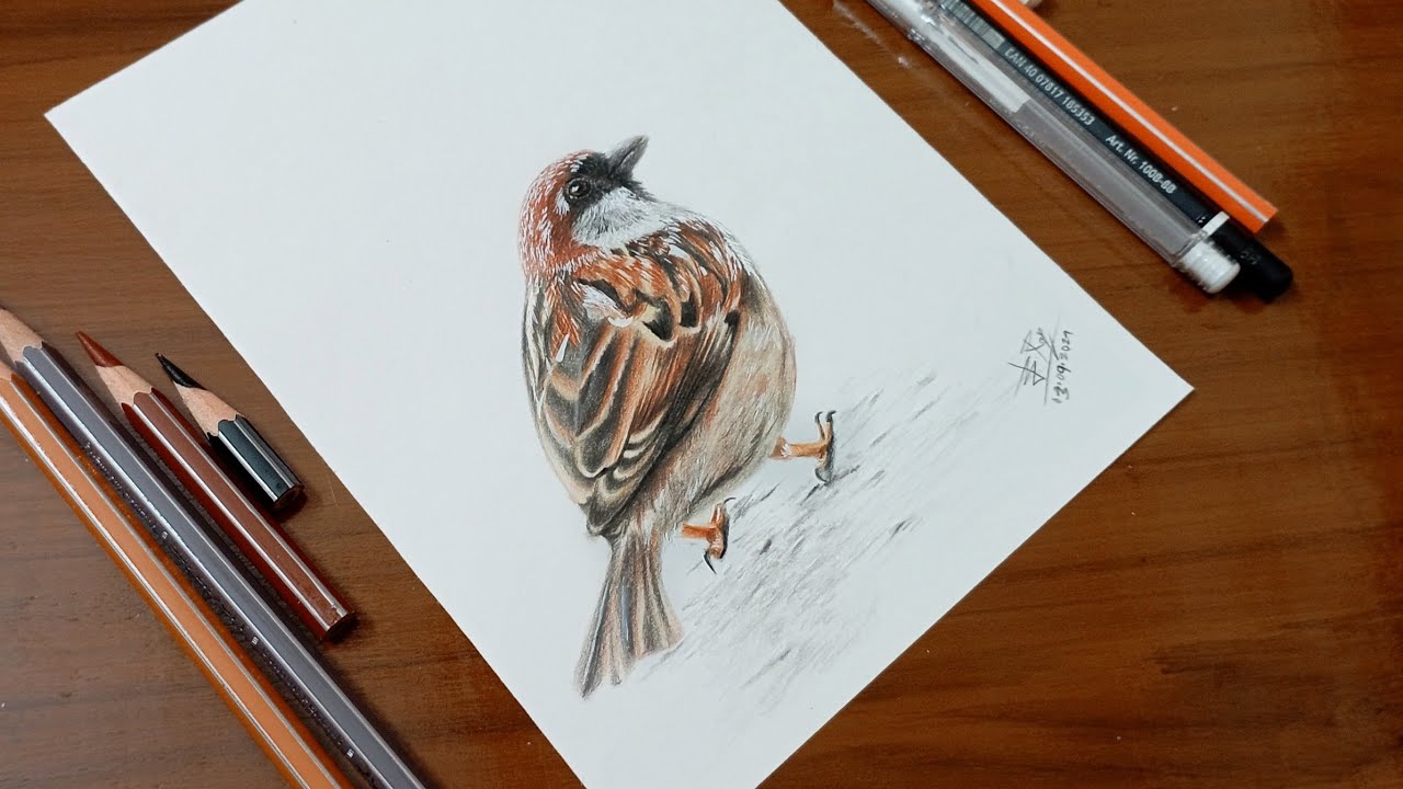 Realistic Colour Pencil Bird Drawing " Sparrow " Short Tutorial - YouTube