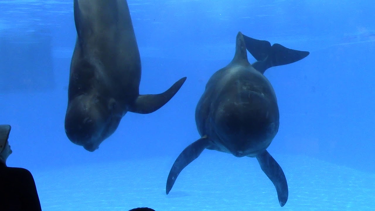 Pilot Whale Training Session at SeaWorld Orlando 5/21/17 - YouTube