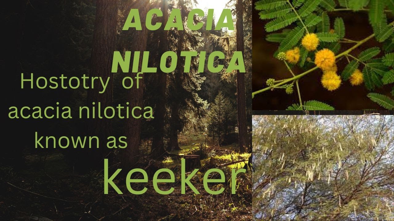 history of acacia nilotica (keeker) - YouTube