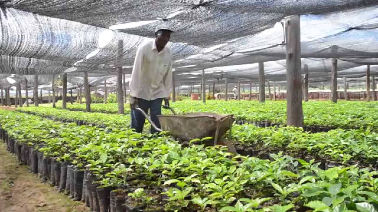 ZAMBIA Mazabuka, Mubuyu Estate - YouTube