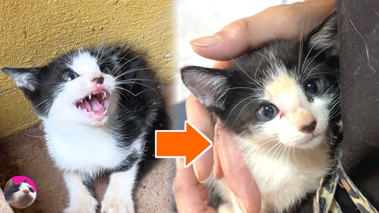 The Ferocious Rescued Street Kitten has become spoiled - YouTube