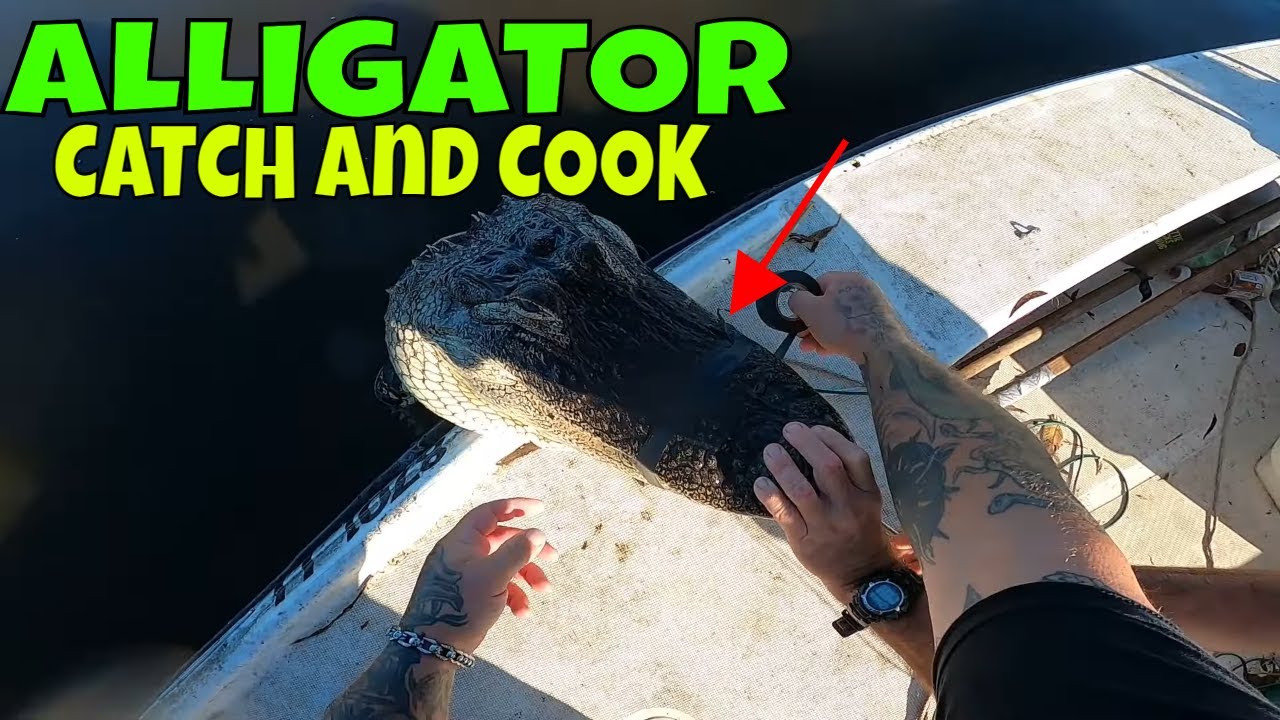 This may POSSIBLY be the best MEAT to EAT!!! ALLIGATOR catch and cook ...