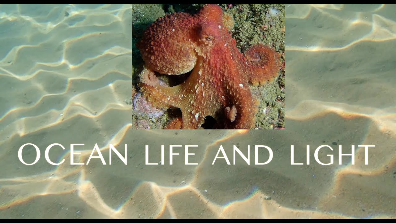 Ocean Life and Light... Scuba diving in Middle Reef at Monterey ...