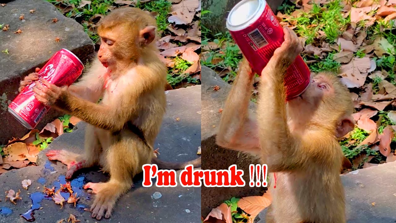 Here little monkey drinking fizzy drink given by human - YouTube