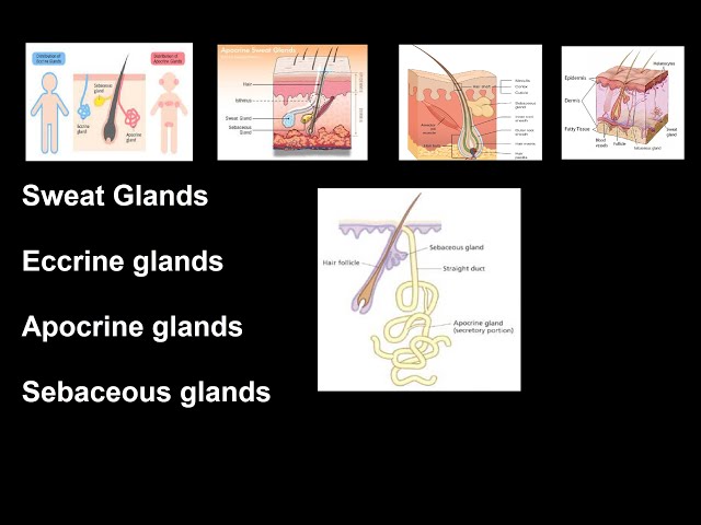 Eccrine Vs Apocrine Sweat Glands