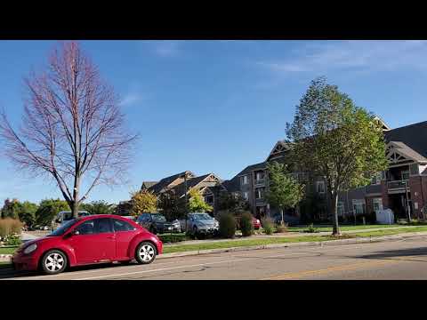 How To Treat Linden Tree For Japanese Beetles