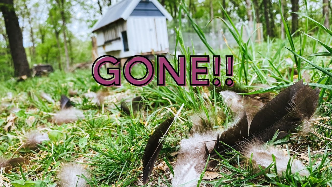 5 common chicken predators | and 10 ways to stop them - YouTube