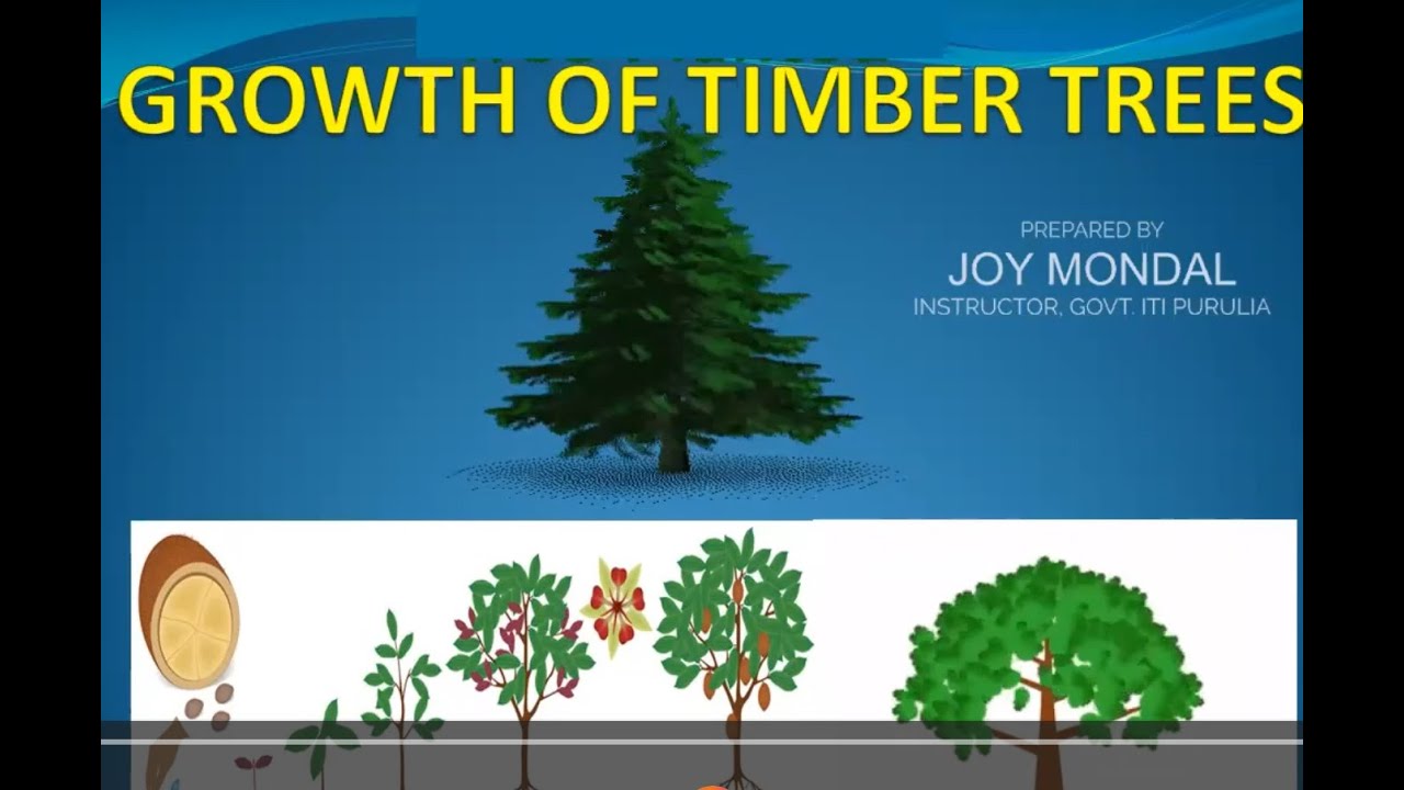 GROWTH OF TIMBER TREES - YouTube