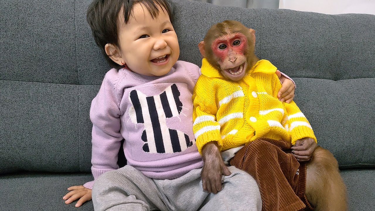 Monkey Kobi and baby Ceri were very happy when their mother bought them ...