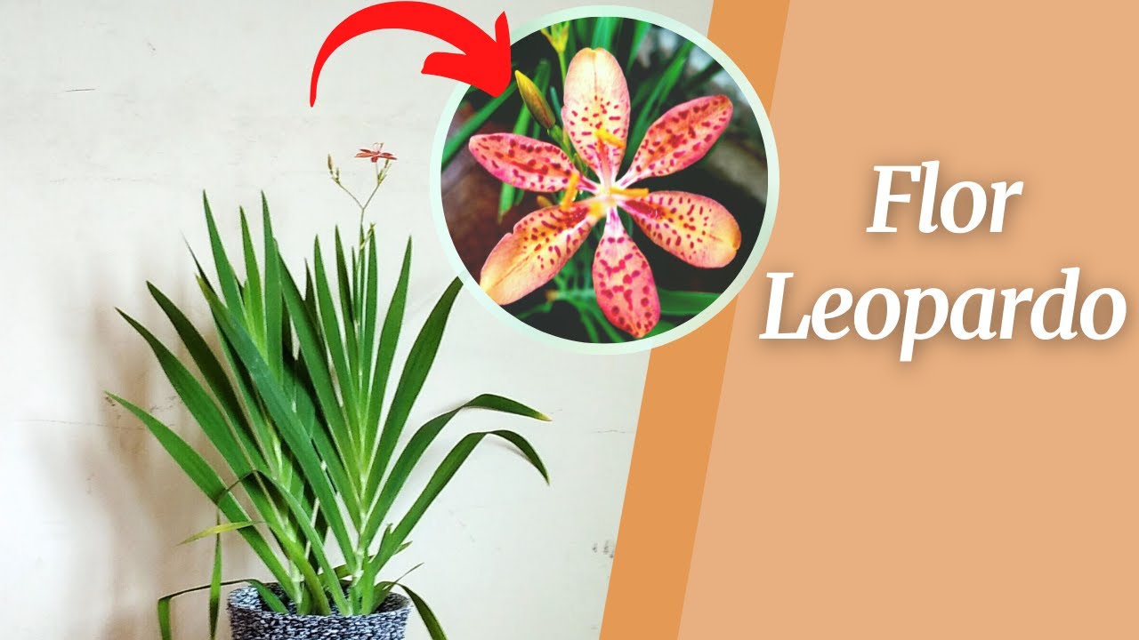 Flor-Leopardo (Belamcanda Chinensis) - Dicas de Cultivo! - YouTube